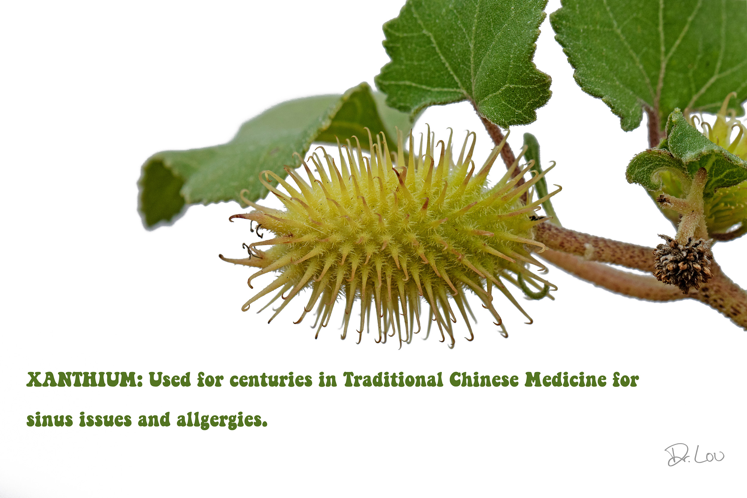 What does research tell us about the use of Xanthium for allergies ...